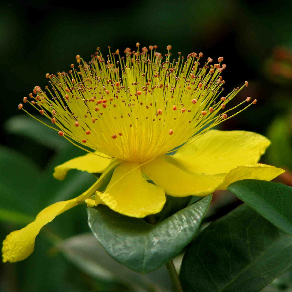 Topical Benefits Of St Johns Wort 342120 1200x1200 Jpg V 1715895063